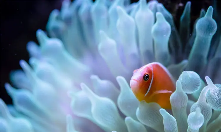 Energija - temelj održivosti prirode (priroda 6. razred)