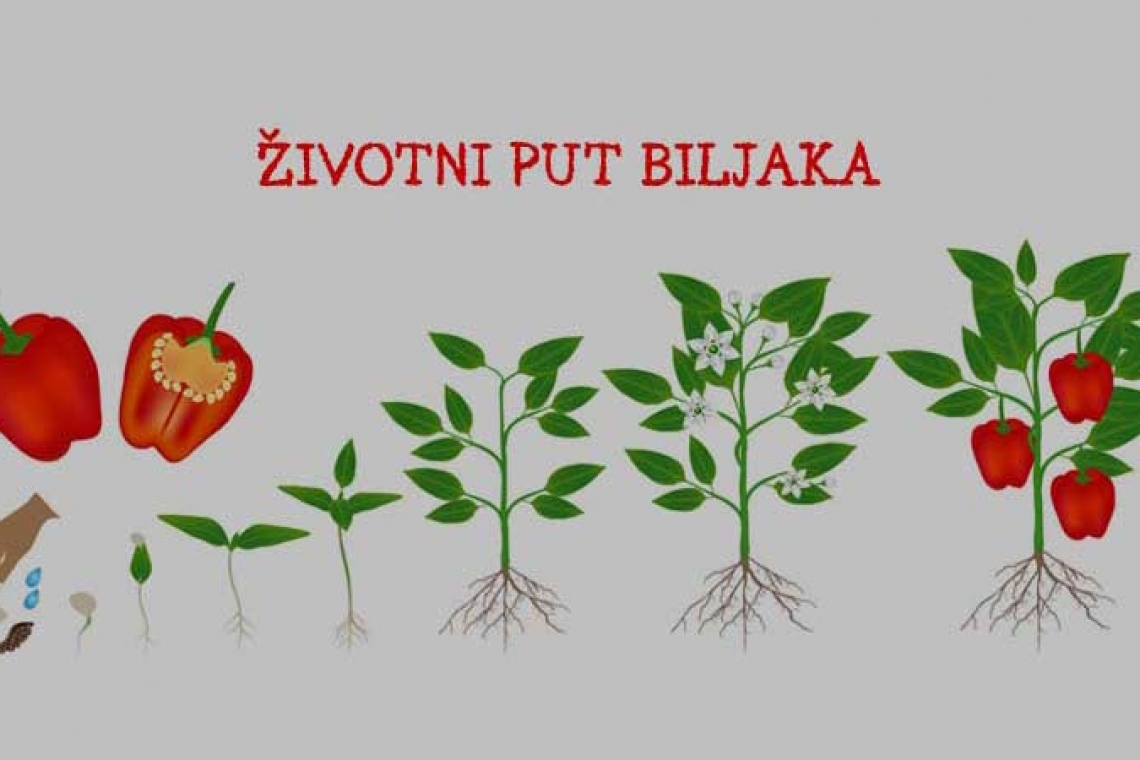 Životni put biljaka - U krugu života (priroda 6. razred) - Školica NET