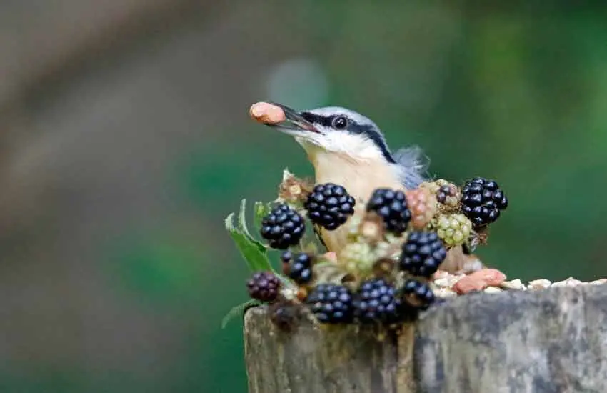 Vježbe iz prirode 5. razred – ŠkolicaNET