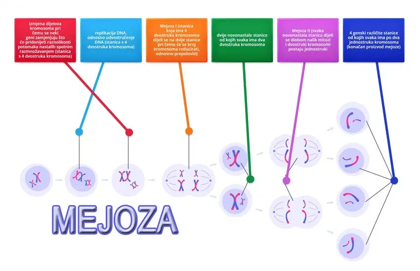 Mejoza - nastanak spolnih stanica (biologija, 8. razred)