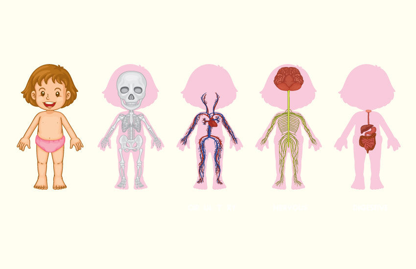 Ljudsko tijelo - priroda, 3. razred, + vježba za ispis